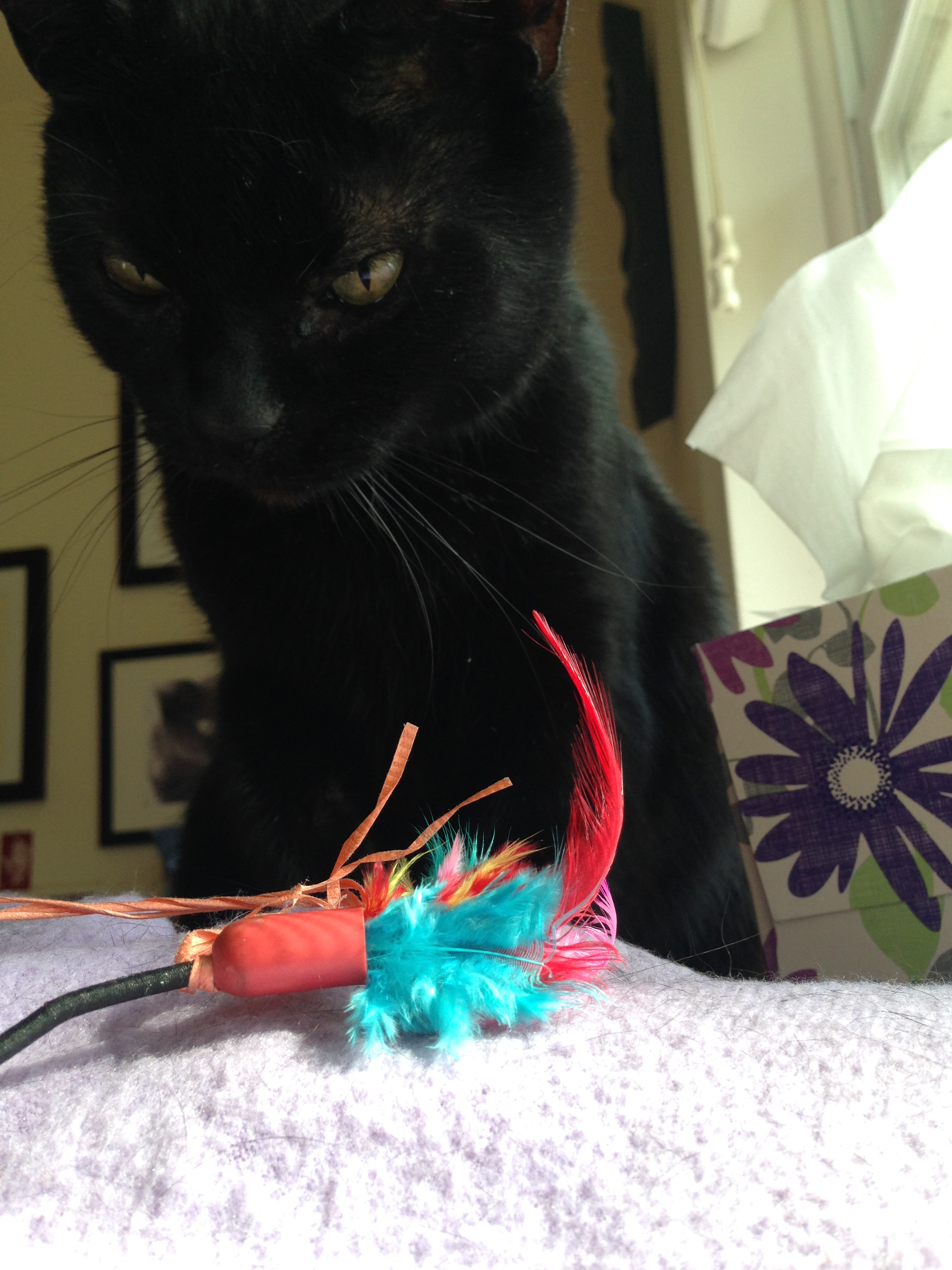 gotcha man | Mr. Man Takes Over The Universe